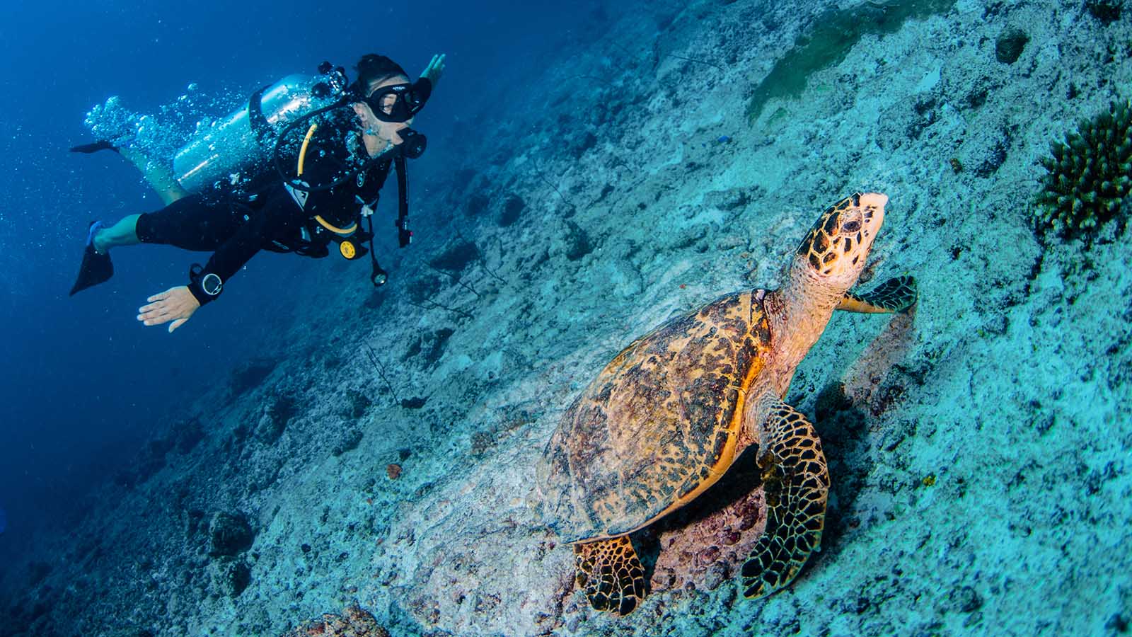 Fari Kandu Maldives - Excursions, Diving, Boat Charters & Water Sports